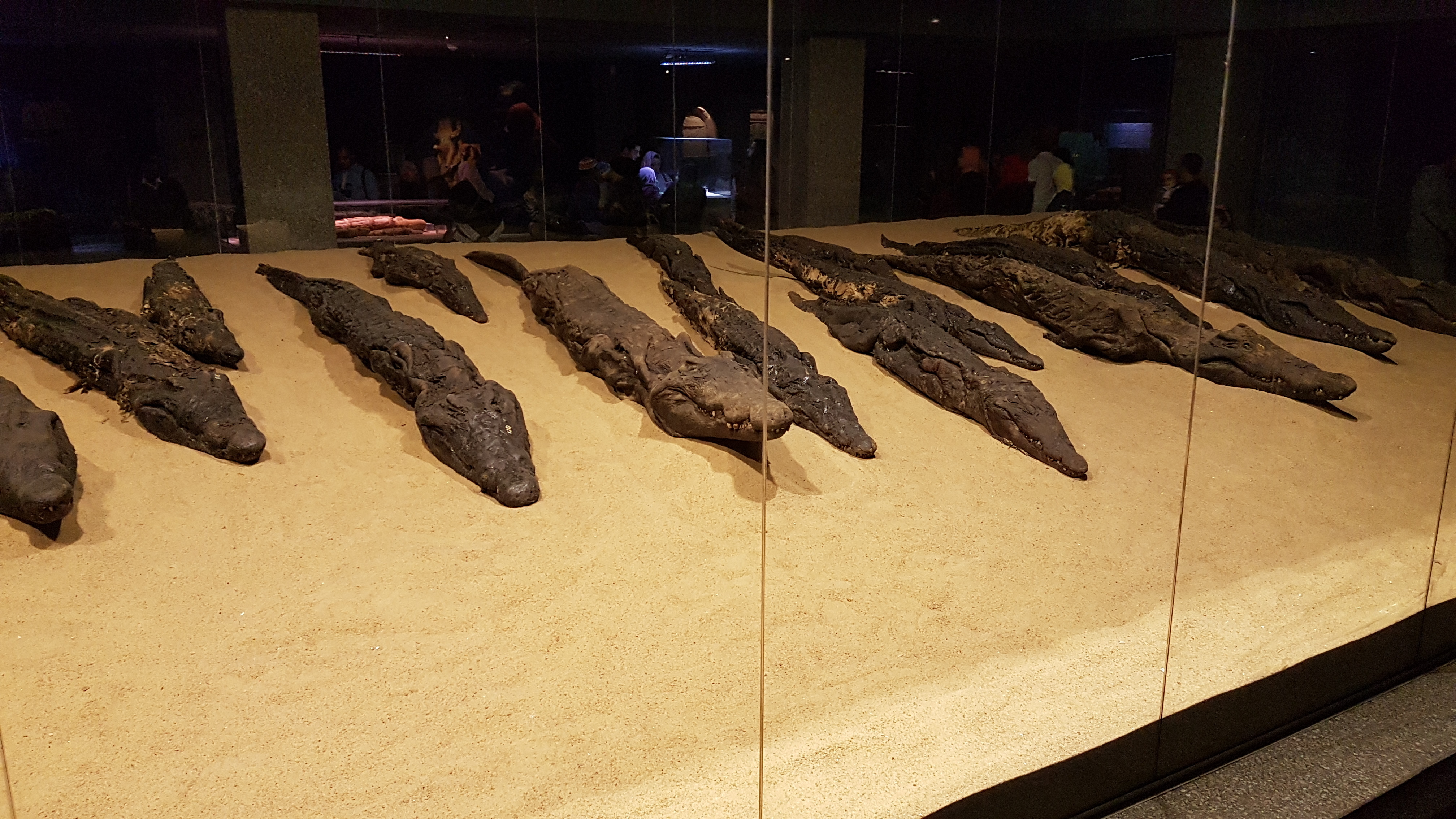 Egypt - Kom Ombo & the Crocodile Museum | Travel The Bucket List